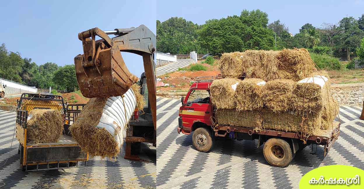 കേരളത്തിലെ ക്ഷീരകർഷകർക്ക് ഇനി പഞ്ചാബിൽനിന്ന് വൈക്കോൽ; ആവശ്യമെങ്കി ...