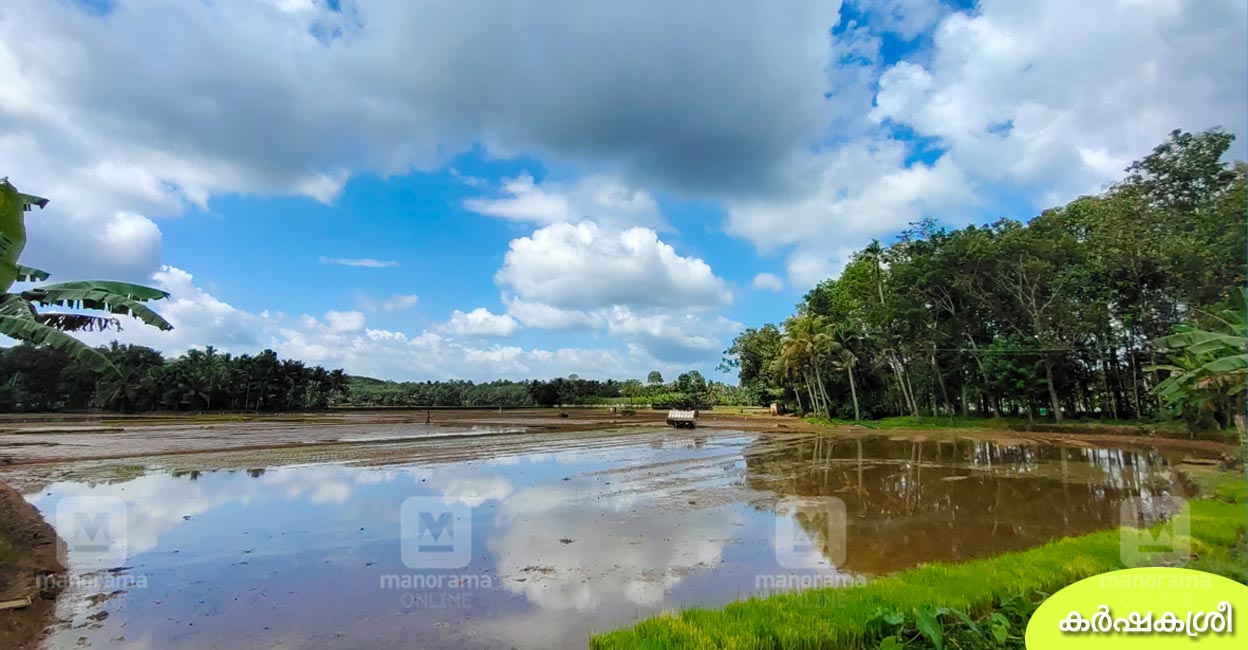 നെൽവയൽ റോയൽറ്റി എല്ലാ വർഷവും നൽകും: കൃഷിമന്ത്രി പി. പ്രസാദ് | paddy ...