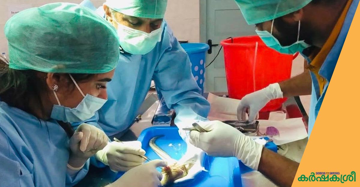 വയര്‍ മുറിഞ്ഞ് അണ്ഡാശയം പുറത്തുവന്ന ഈലിന് അപൂര്‍വ ശസ്ത്രക്രിയ-വിഡിയോ ...