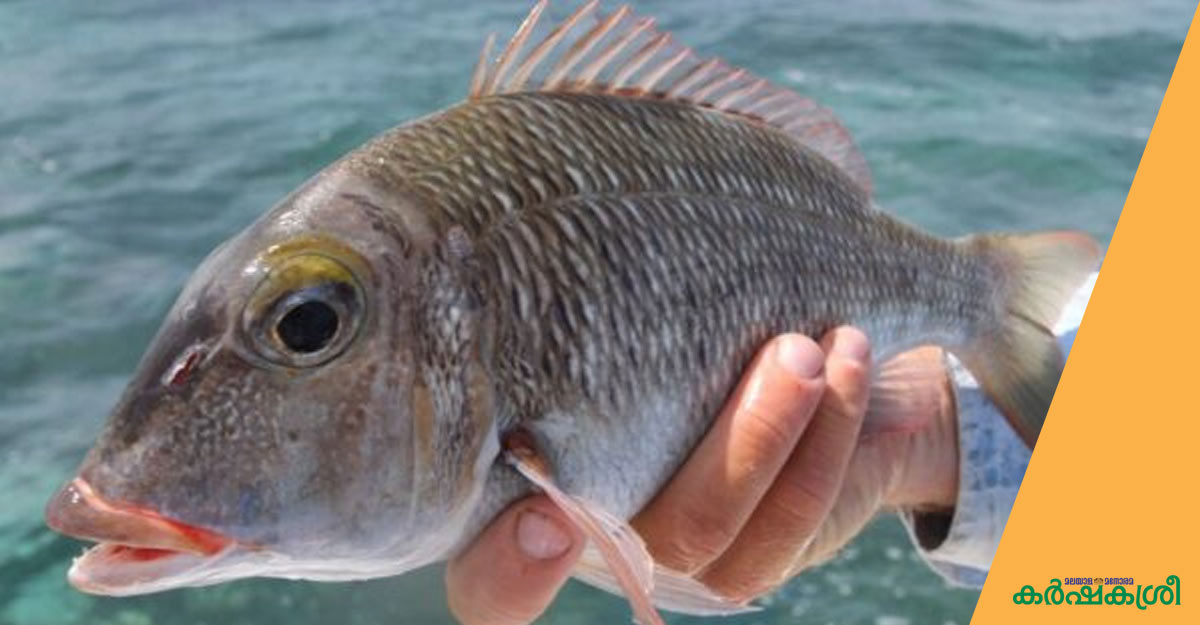 സമുദ്രമത്സ്യകൃഷിക്ക് കറുത്ത ഏരിയും; വിത്തുൽപാദന സാങ്കേതികവിദ്യയുമായി ...