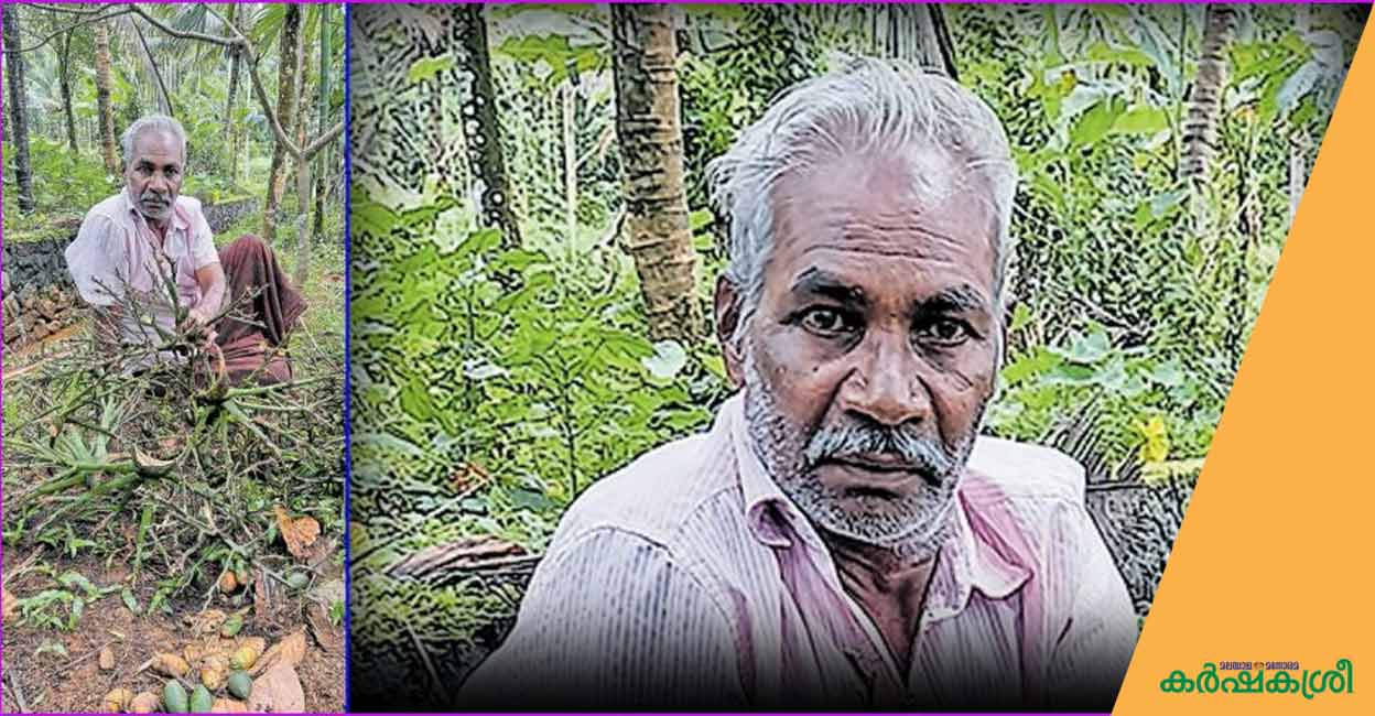 വില ഉയര്‍ന്നു, അടയ്ക്ക കള്ളന്‍ കൊണ്ടുപോയി: നഷ്ടത്തിലായി കര്‍ഷകന് ...