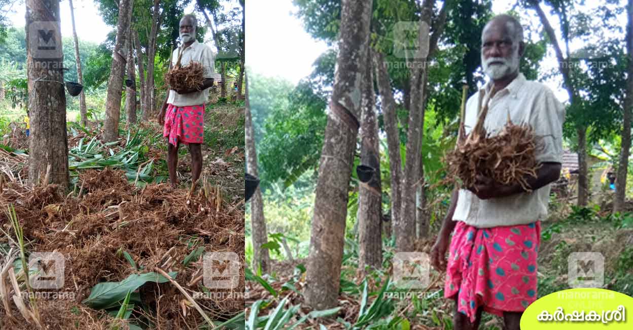 മൂന്നേക്കറിൽനിന്ന് 12,000 കിലോ; കോലിഞ്ചിക്കൃഷിയില്‍ ലക്ഷങ്ങൾ കൊയ്ത് ...