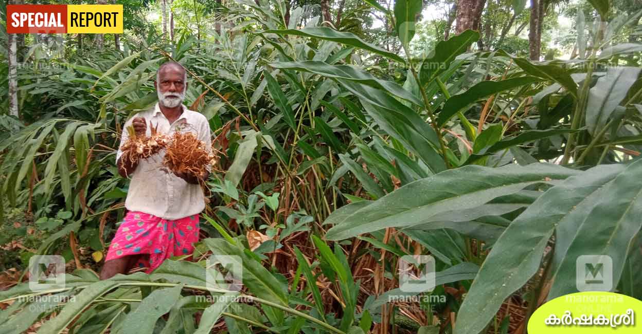 മൂന്നേക്കറിൽനിന്ന് 12,000 കിലോ; കോലിഞ്ചിക്കൃഷിയില്‍ ലക്ഷങ്ങൾ കൊയ്ത് ...