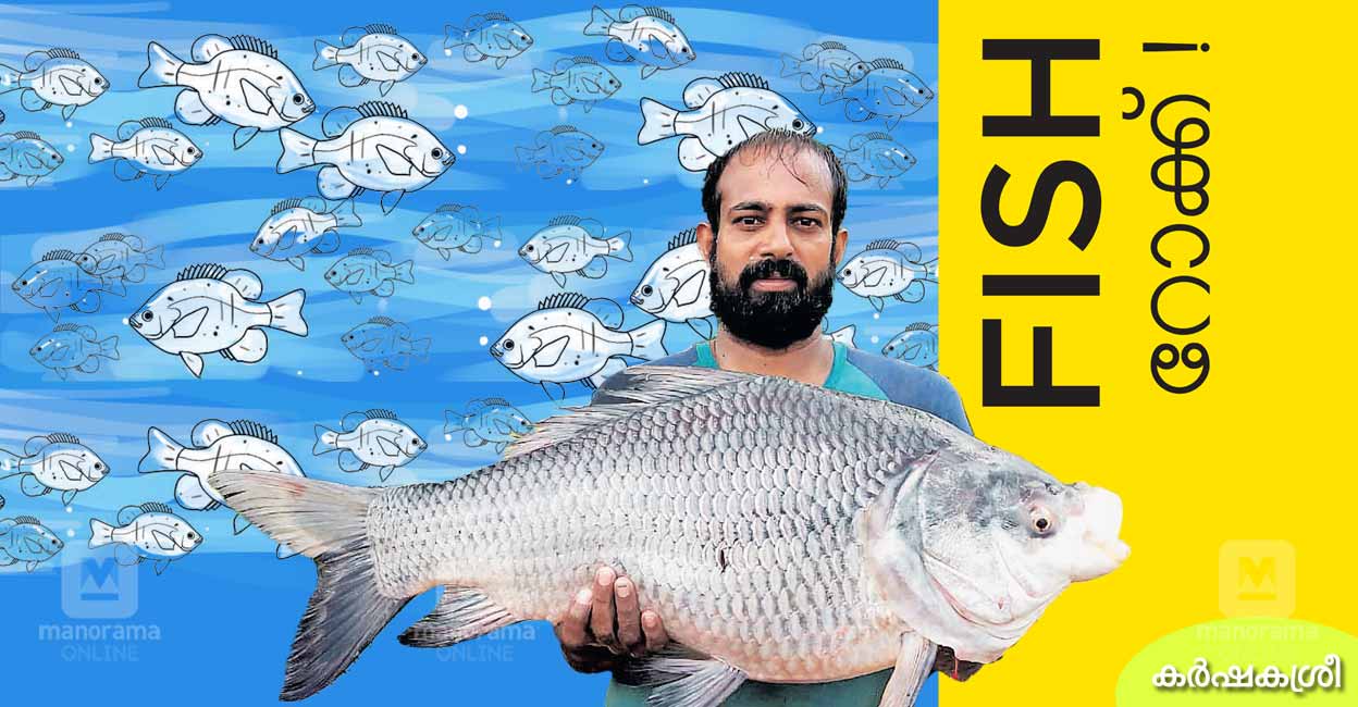 സ്വന്തമായി പടുതക്കുളം പോലുമില്ല, പക്ഷേ ഈ യുവാവ് വളർത്തുന്നത് 300 ...