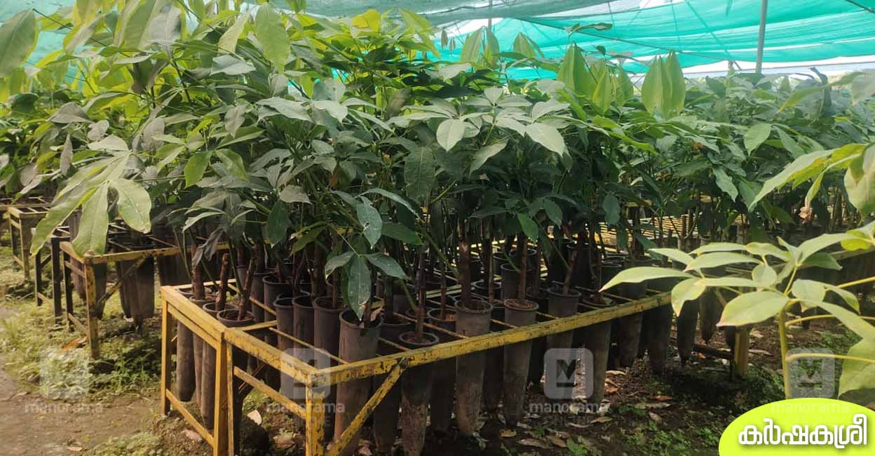 ‌ഇവിടെയുണ്ട് മികച്ച റബർത്തൈകൾ: തൈകൾ വാങ്ങാൻ ചെയ്യേണ്ടത്- വിഡിയോ - Root ...