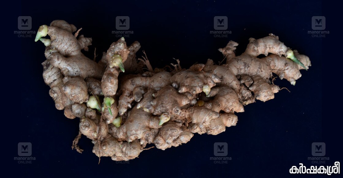 പച്ചക്കറിയായി സുരസ; ഇന്ത്യയിൽത്തന്നെ വികസിപ്പിച്ച ആദ്യ ഇഞ്ചി ഇനം ...