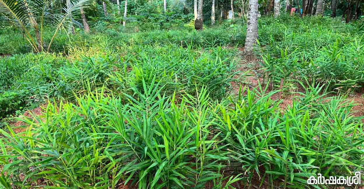 പച്ചക്കറിയായി സുരസ; ഇന്ത്യയിൽത്തന്നെ വികസിപ്പിച്ച ആദ്യ ഇഞ്ചി ഇനം ...