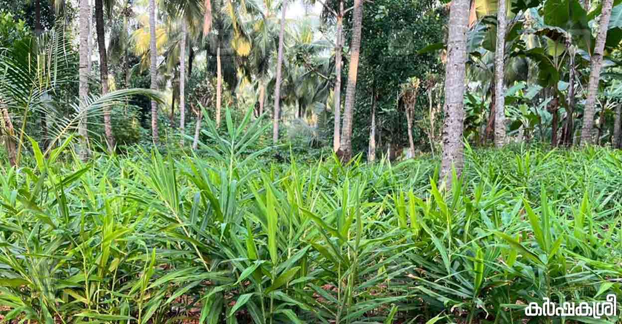 പച്ചക്കറിയായി സുരസ; ഇന്ത്യയിൽത്തന്നെ വികസിപ്പിച്ച ആദ്യ ഇഞ്ചി ഇനം ...