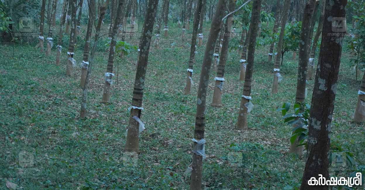 പെരിയാറിന്റെ തീരത്ത് നട്ട ആദ്യത്തെ മരം: നിങ്ങൾക്കറിയാമോ റബറിന്റെ ...