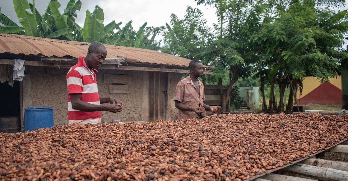 കൊക്കോ വിലയിൽ നേട്ടം കൊയ്തു കർഷകർ; ഉൽപാദനത്തിൽ മുൻപിലുള്ള ഘാനയിലെ ...