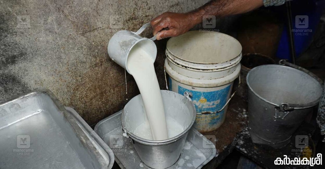 തിരിച്ചുവരവിന് അവസരം ലഭിക്കാതെ റബർ; പ്രതീക്ഷ നൽകി കുരുമുളക്: ഇന്നത്തെ ...