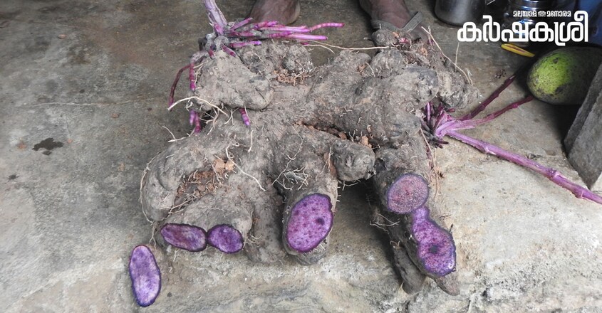 Ex-serviceman turns to multi-crop farming with military discipline in ...