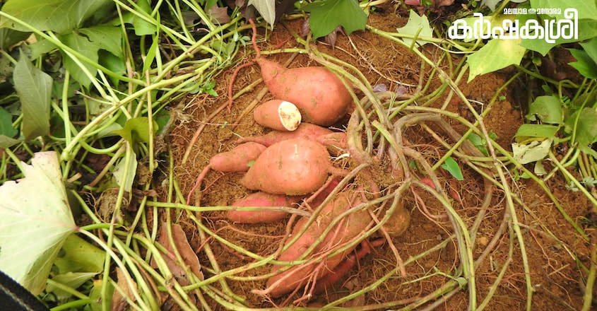 Ex-serviceman turns to multi-crop farming with military discipline in ...