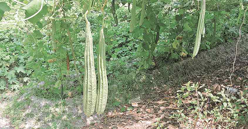 പീച്ചിൽ കൃഷിരീതി ഇങ്ങനെ | Luffa Cultivation | Peechil cultivation