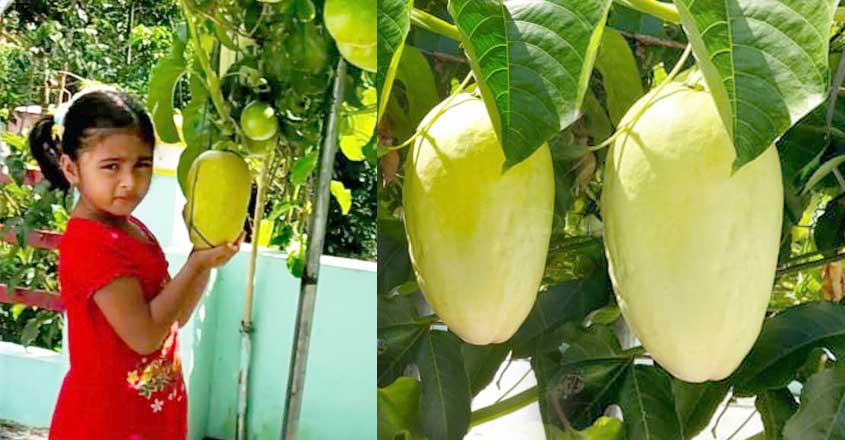 തോരൻവയ്ക്കാനും ജ്യൂസടിക്കാനും ആകാശവെള്ളരി സൂപ്പറാ | Giant Granadilla ...