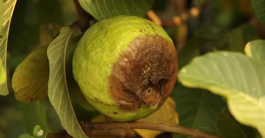 പേരയിൽ കരിച്ചിലും കായയിൽ പുള്ളികളും, പ്രതിവിധിയുണ്ട് | Guava Plant ...