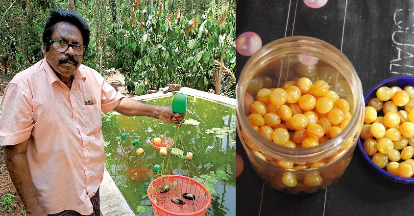 ലക്ഷങ്ങളുടെ മൂല്യമുള്ള മുത്തുകൃഷി | Pearl Farming | Pearl