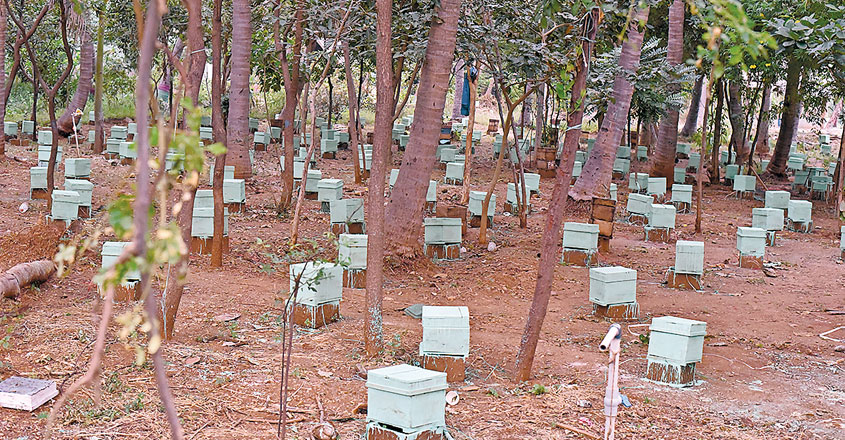 മധുരയിലെ വിജയ മധുരം - Honey Bee Farm