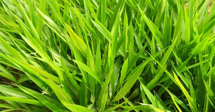 വളർത്താം ചിറ്റരത്ത ഒൗഷധസസ്യം | Medicinal Plant