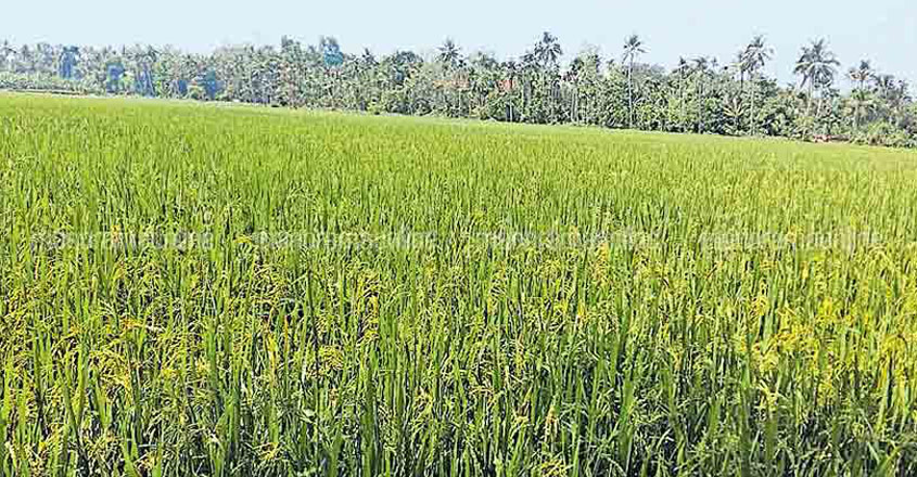 നിലം നികത്താനും ഡാറ്റാ ബാങ്കിൽ തിരുത്തൽ വരുത്താനും പുതിയ ചട്ടങ്ങൾ