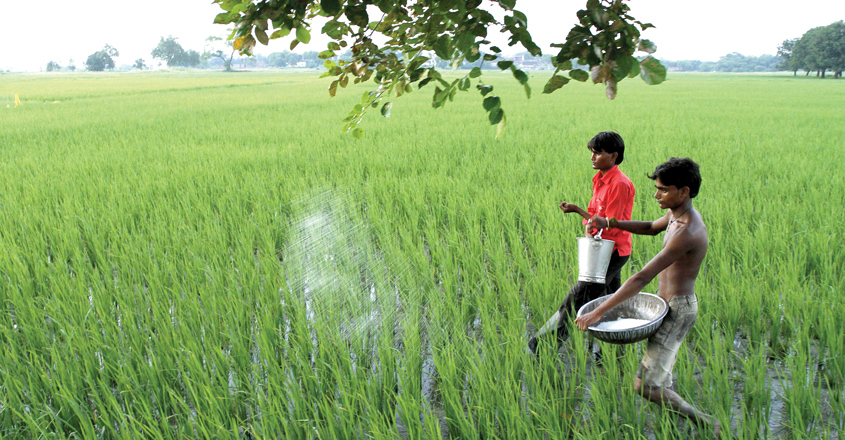 നെല്ലിനു രണ്ടാം മേൽവളം | Rice Cultivation | Agriculture | Paddy Fertilizer
