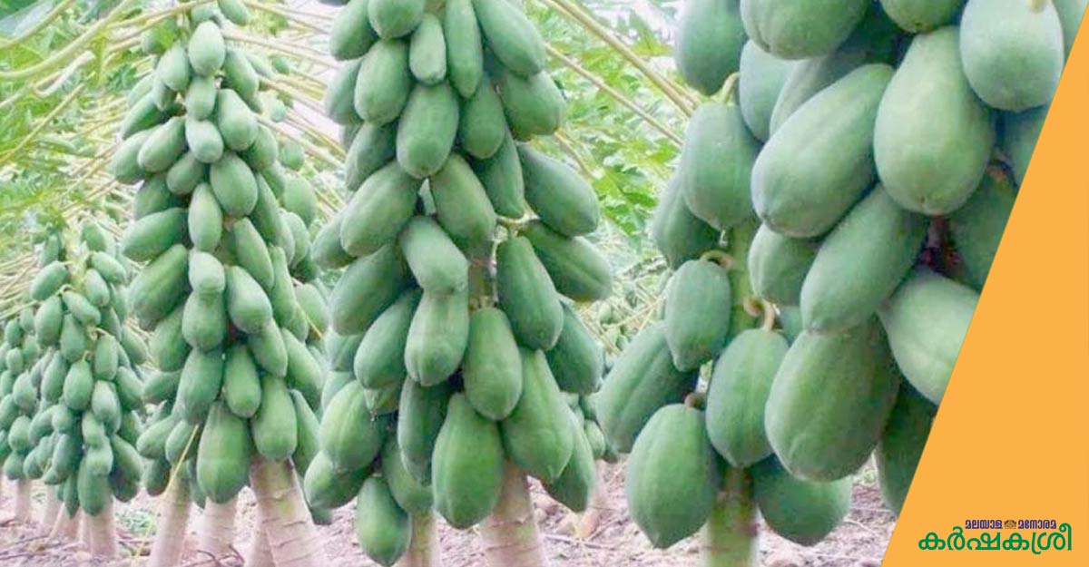 Agriculture News | കൃഷി വാർത്തകൾ: Latest Agri News, Market Analysis ...