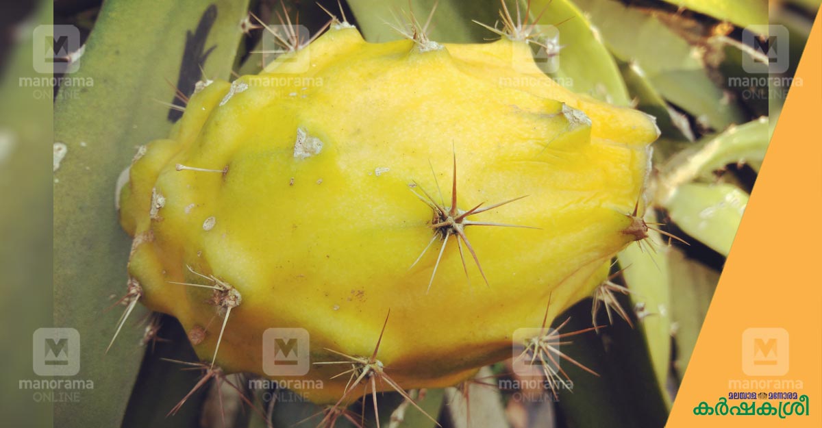 ജൈവവളം നൽകി വളർത്താം വ്യാളിപ്പഴത്തിലെ ഈ മഞ്ഞ സുന്ദരിയെ | Palora white ...
