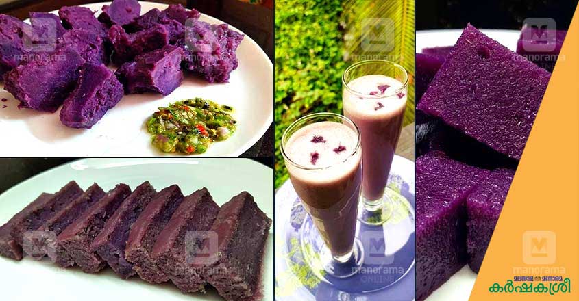 ഭംഗിയിലും രുചിയിലും മുമ്പൻ, വയലറ്റ് കാച്ചിൽ | Yam Kachil Cultivation