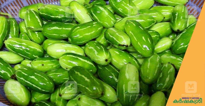 അ‌‌‌ടുക്കളയിൽ നിത്യവും പച്ചക്കറിക്കായി കോവൽ നടാം, അതും ജൈവ രീതിയി ...