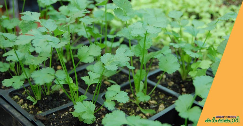 മല്ലിവിത്ത് പെട്ടെന്നു മുളയ്ക്കാൻ ചായയും കറുവപ്പട്ടയും | How to ...