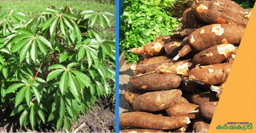 ഹെക്ടറൊന്നിന് ഉൽപാദനം 15–80 ടൺ, കപ്പക്കൃഷി സൂപ്പറാ | Tapioca ...