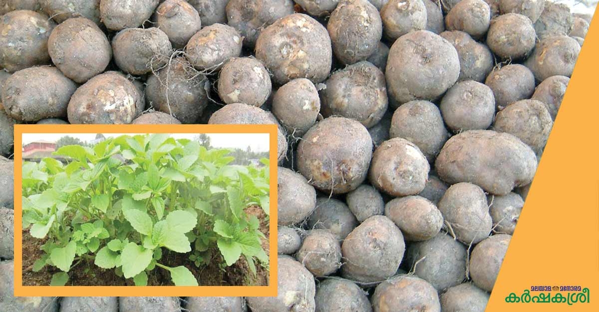 കൂർക്ക നടാൻ സമയമായി, സെന്റിന് 40 കിലോ വിളവ് ലഭിക്കാൻ 1 കിലോ ...