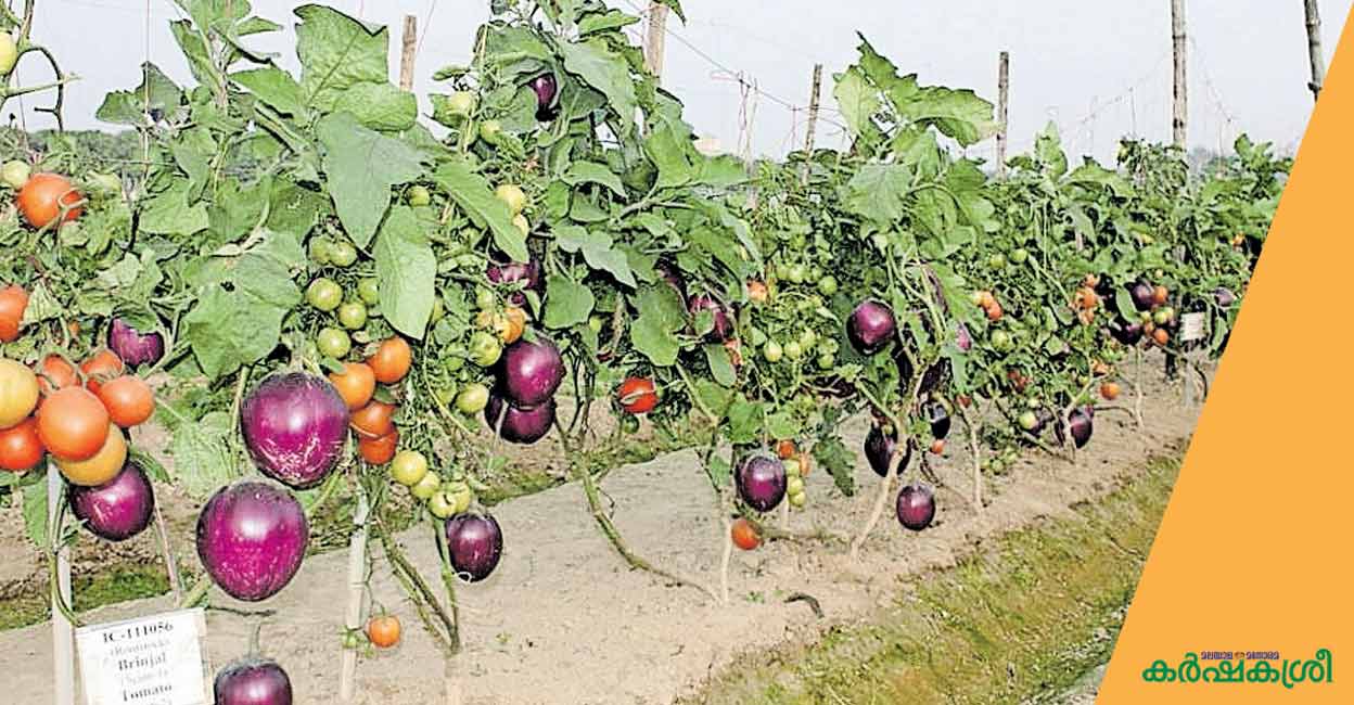 വഴുതനയും തക്കാളിയും ഒരു ചെടിയിൽ: വരുന്നൂ, ബ്രിമാറ്റോ | Brimato: An ...