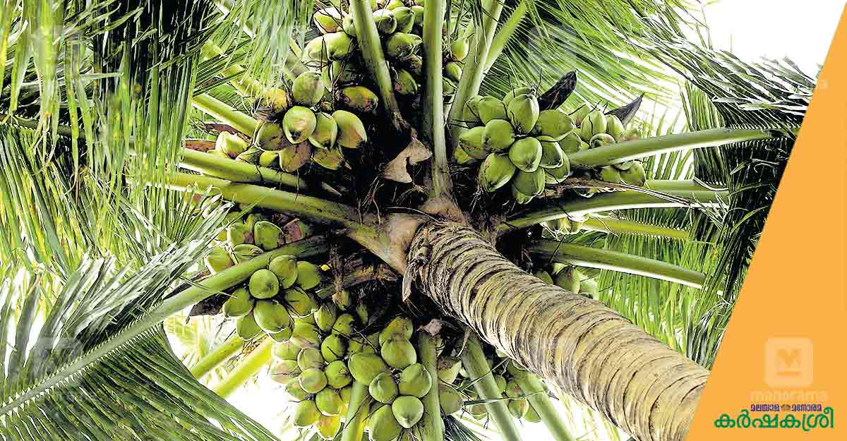 തെങ്ങിനു സൂക്ഷ്മപോഷണം, കെഎയു മൈക്രോ മിക്‌സ് വാങ്ങാം | KAU Micromix for ...