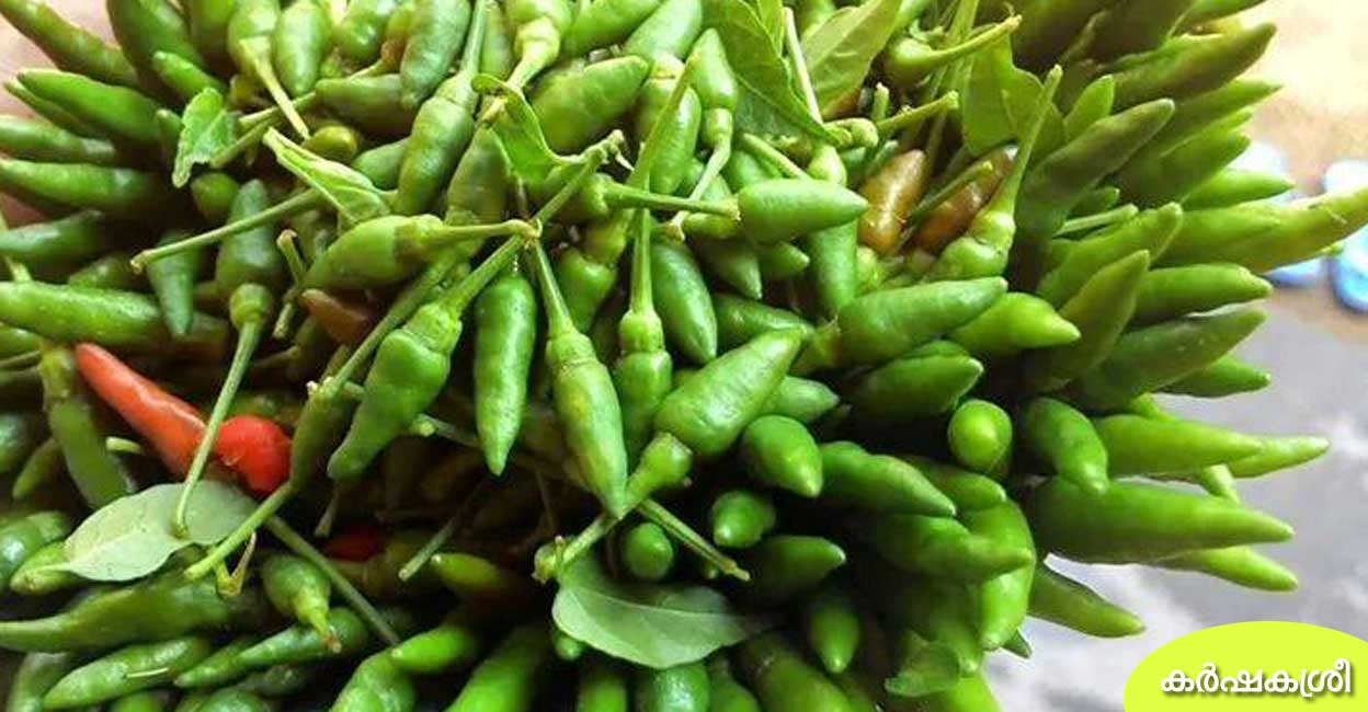 വലുപ്പത്തിലും നിറത്തിലും എരിവിന്റെ അളവിലുമൊക്കെ വ്യത്യാസം: എരിവിന്റെ ...