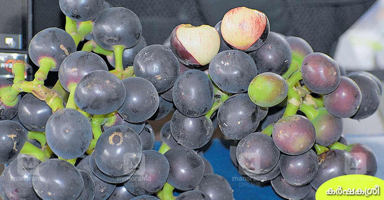 മരത്തിൽ കായ്ക്കുന്ന മുന്തിരി, അതിമധുരം: അങ്കണത്തിന് അലങ്കാരം ഈ ആമസോ ...