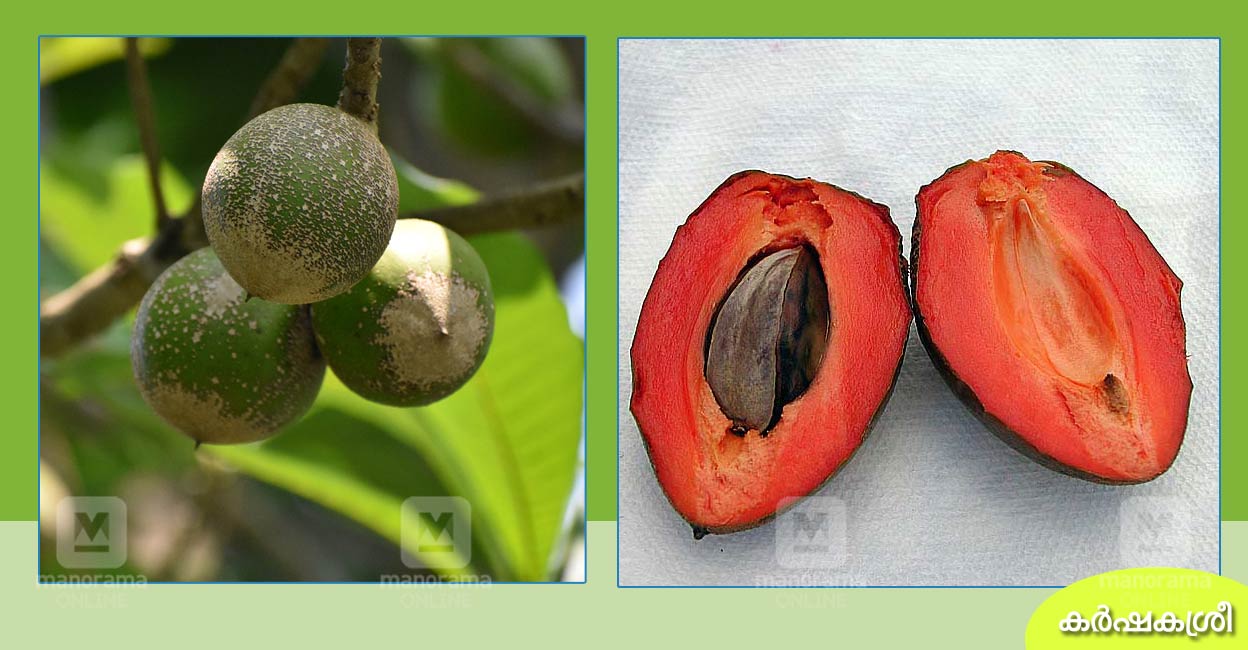 കേരളത്തിലെ ഫലവൃക്ഷത്തോട്ടത്തിലേക്ക് ഇനി ഗ്രീൻ സപ്പോട്ടയും - Sapota ...