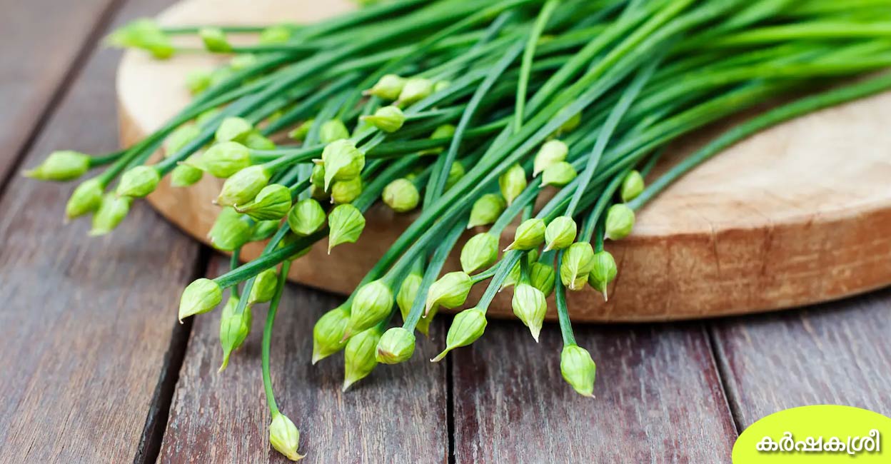 വീട്ടിൽ വളർത്താം വെളുത്തുള്ളി രുചിയുള്ള ഗാർലിക് ചൈവ് | How To Grow ...