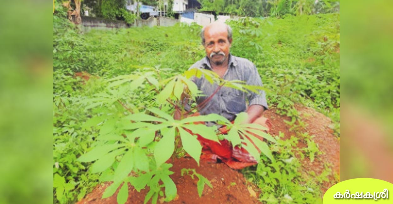 രുചിയും പോഷകഗുണവുമേറെ, പുതിയ ഇനം മരച്ചീനി വികസിപ്പിച്ച് കർഷകൻ | New ...