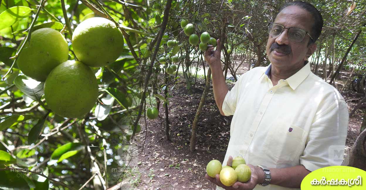 70 സെന്റിൽനിന്ന് വർഷം ഒന്നര ലക്ഷം വരുമാനം: ചെറുനാരകത്തിൽ വിജയം കൊയ്ത് ...