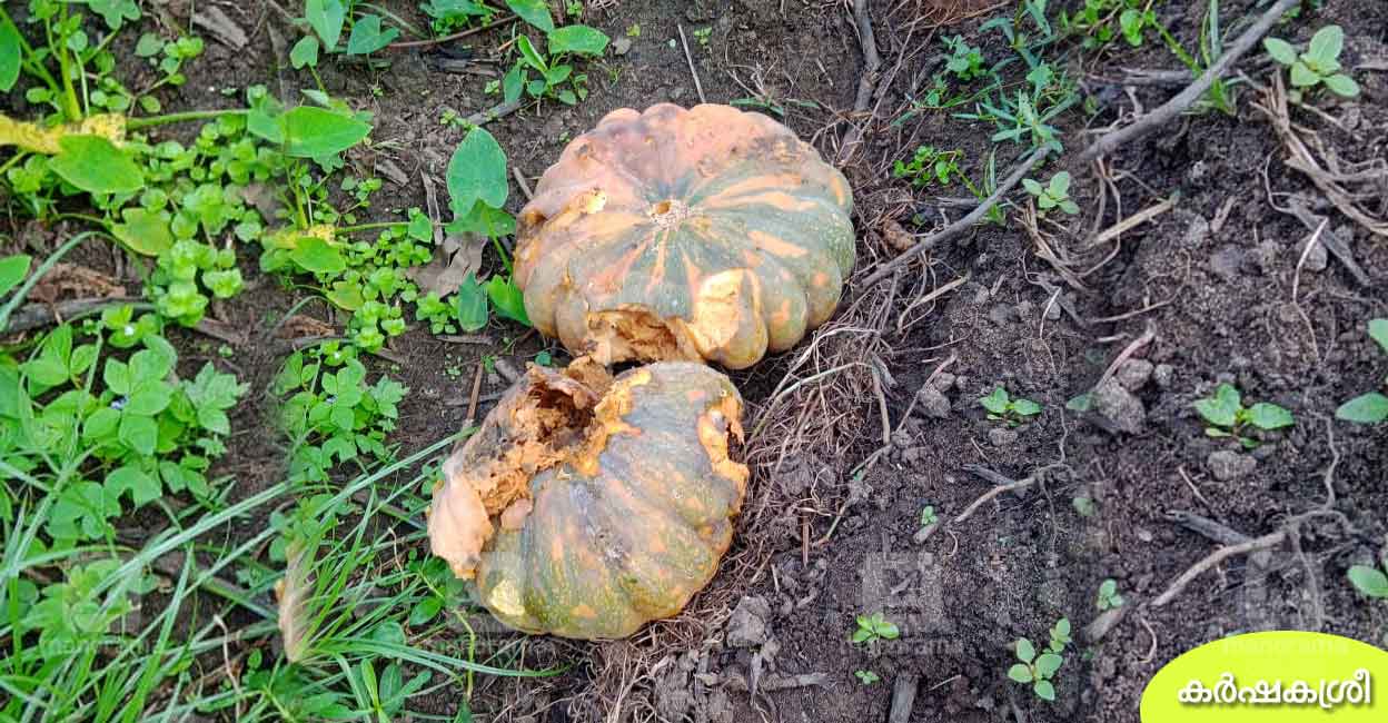 മികച്ച വിളവും വളർച്ചയും, വിളവെടുക്കാൻ യോഗമില്ല: മത്തങ്ങ ചീയാനുള്ള ...