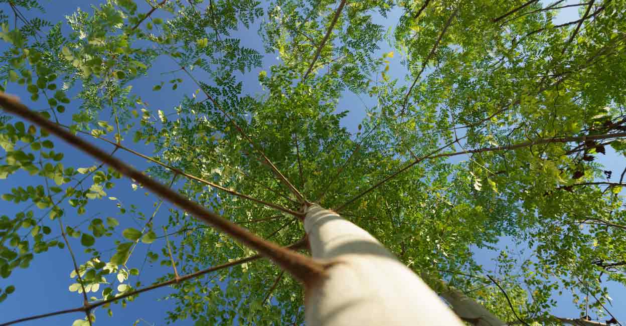 മുരിങ്ങയുടെ തടിയിൽനിന്ന് ചുവപ്പു നിറത്തിൽ ദ്രാവകം; പരിഹാരം - Care for ...