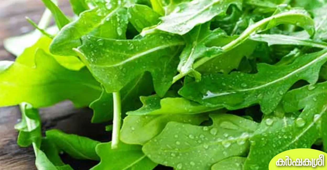 സാലഡ് പച്ചക്കറികളിൽ പ്രധാനി അരഗുള അഥവാ റോക്കറ്റ്; ജ ...