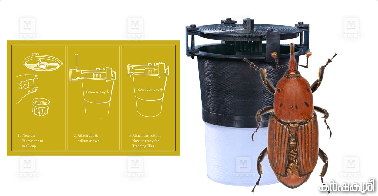 തെങ്ങു നശിപ്പിക്കുന്ന ചെല്ലികളെ ആകർഷിച്ചു വീഴ്ത്താൻ 2 in 1 കെണി ...