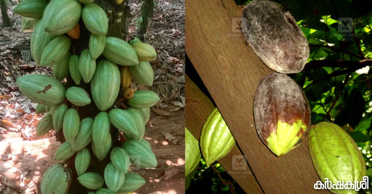 മികച്ച വിലയിൽ കൊക്കോ; മഴക്കാലത്ത് വിളവ് വർധിപ്പിക്കാൻ ഒഴിവാക്കേണ്ടത് ...