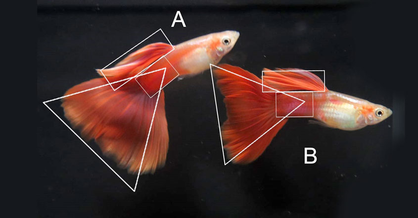 ലൈൻ ബ്രീഡിങ്: മികച്ച വില നേടിത്തരുന്ന പ്രജനനരീതി | Line Breeding ...