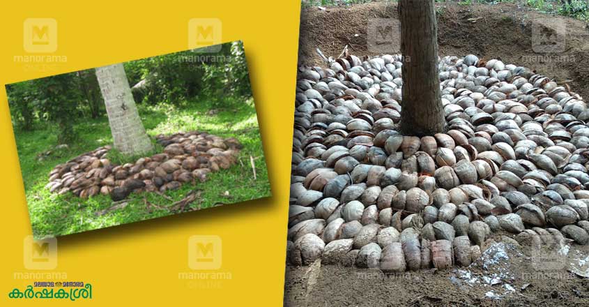 തെങ്ങിൻതോപ്പിൽ നൽകാം തൊണ്ടുപുത | Coconut Husk Mulching