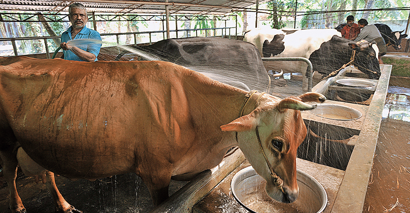കന്നുകാലികൾക്ക് നിര്‍ജലീകരണം ഒഴിവാക്കാനുള്ള വഴികൾ - Directions To Avoid ...
