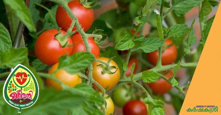 വീട്ടുമുറ്റത്തേക്ക് രാസവളത്തിനു പ്രവേശനമില്ല | Household Organic ...