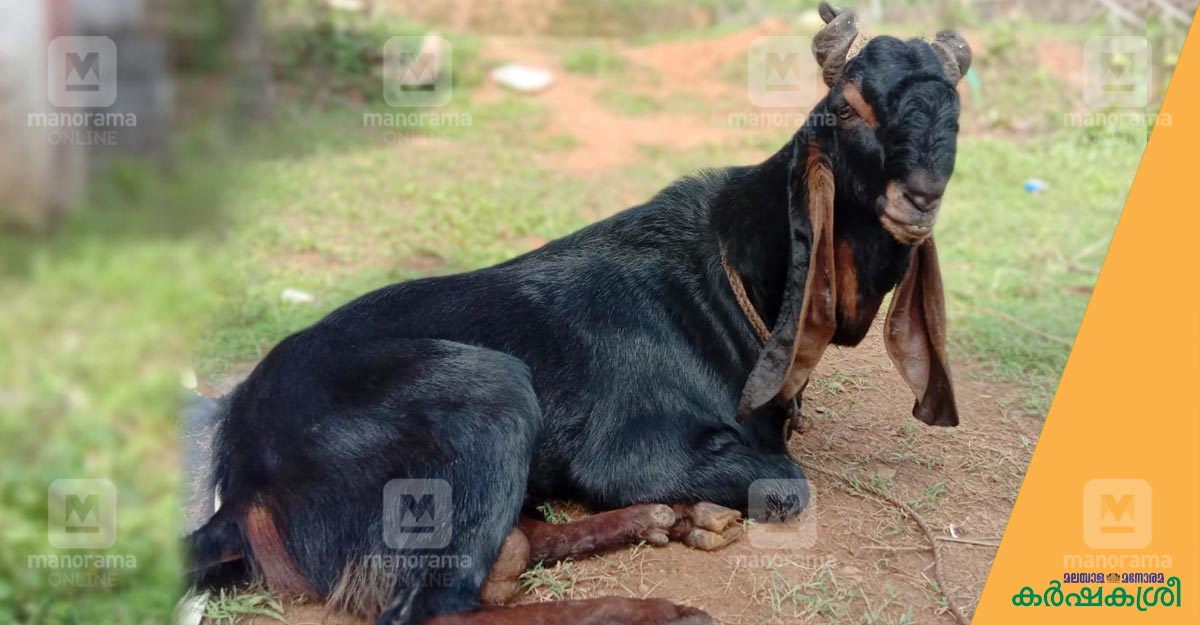 വിപണിയുടെ മർമ്മമറിഞ്ഞ് വളർത്തിയാൽ ആടുകൃഷിയിൽ വിജയമുറപ്പ് | How to Start ...